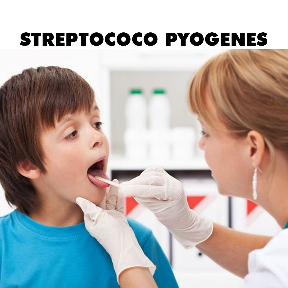 Información sobre Streptococo Pyogenes | MalabrigoNoticias.com.ar